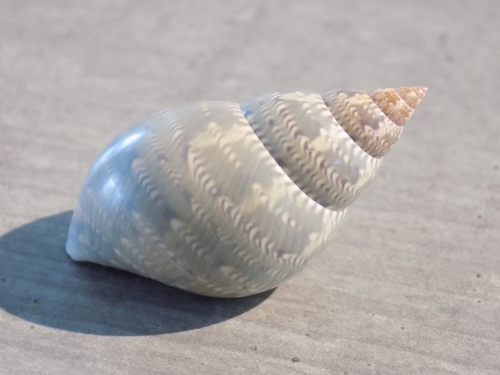 PHASIANELLIDAE PHASIANELLA AUSTRALIS | Nautilus 2